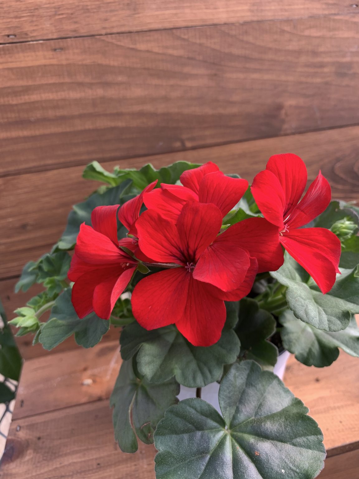 Geranium Caliente Fire – Villiard Serres et jardins