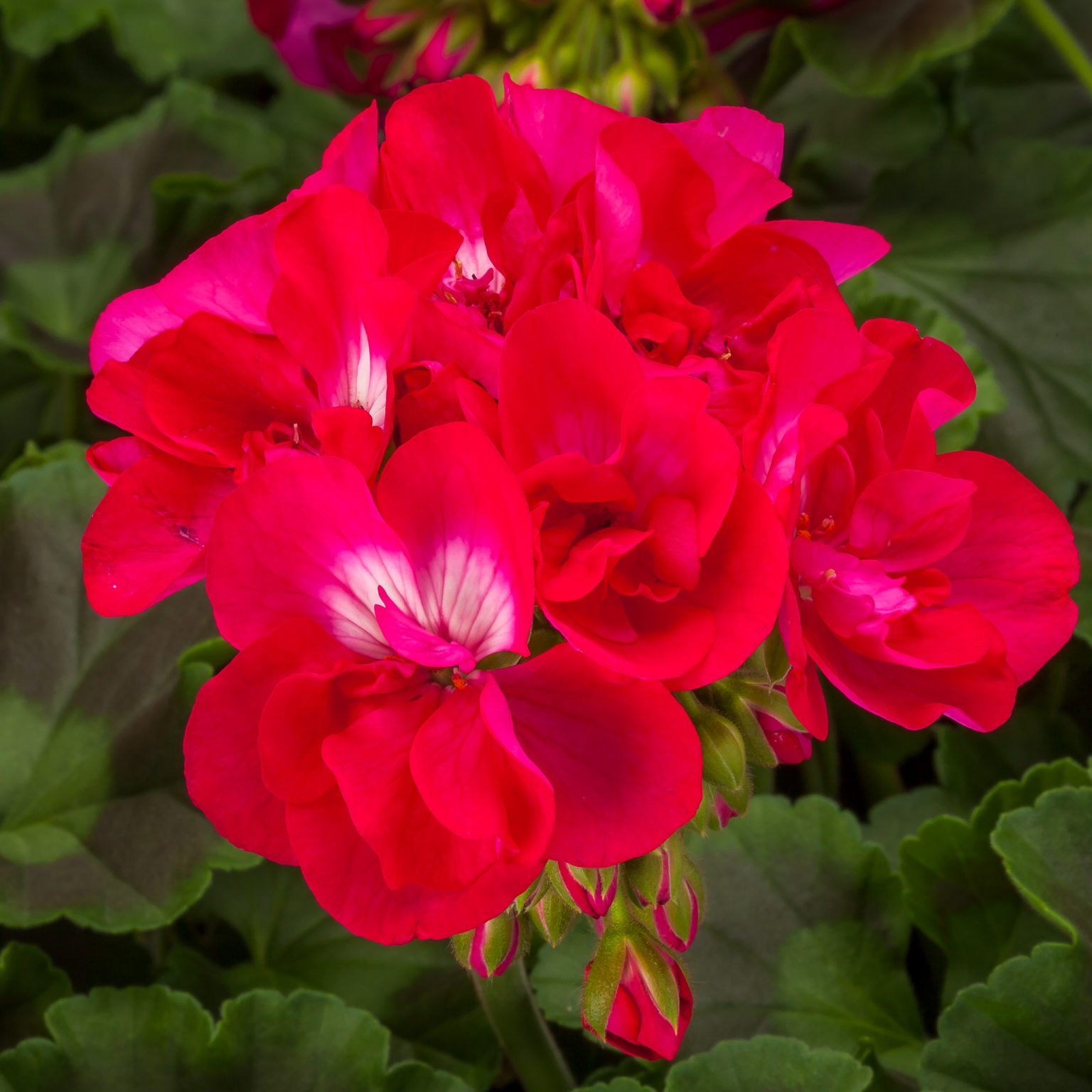 Geranium Calliope Hot Rose – Villiard Serres et jardins