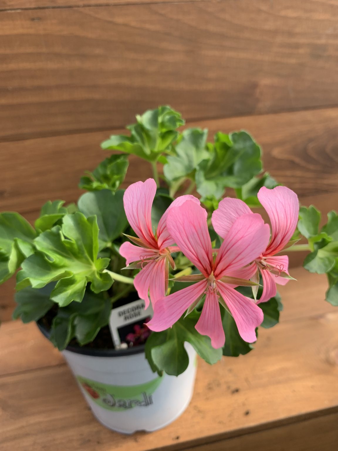 Geranium Retombant Decora Rose – Villiard Serres et jardins