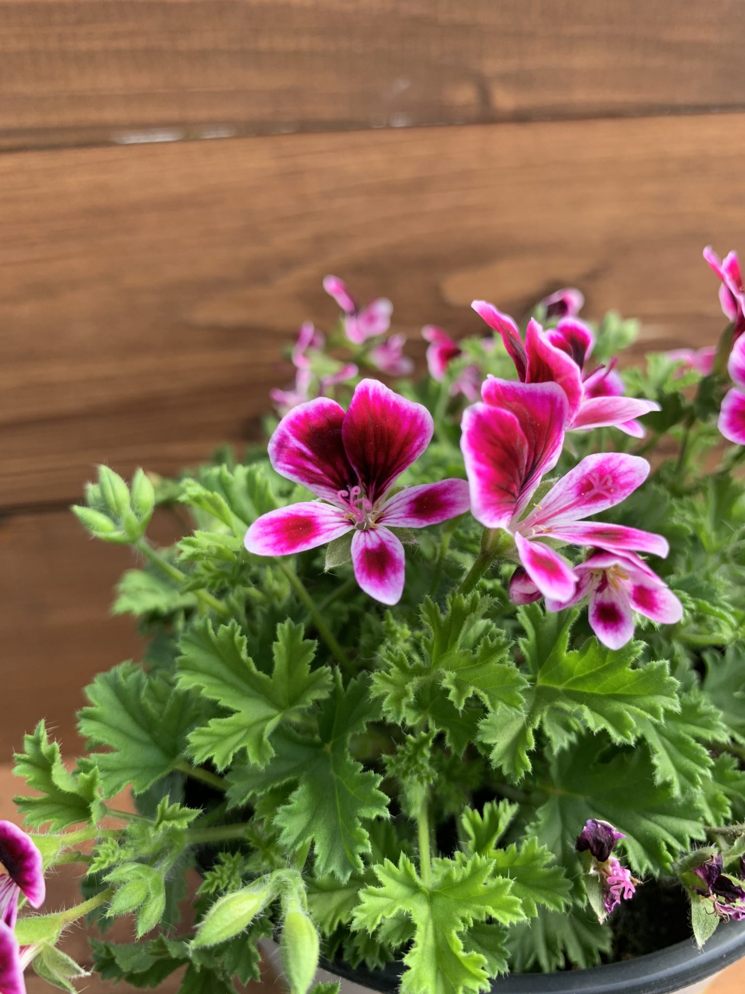 Geranium Répulsif Mosquitaway Eva – Villiard Serres et jardins