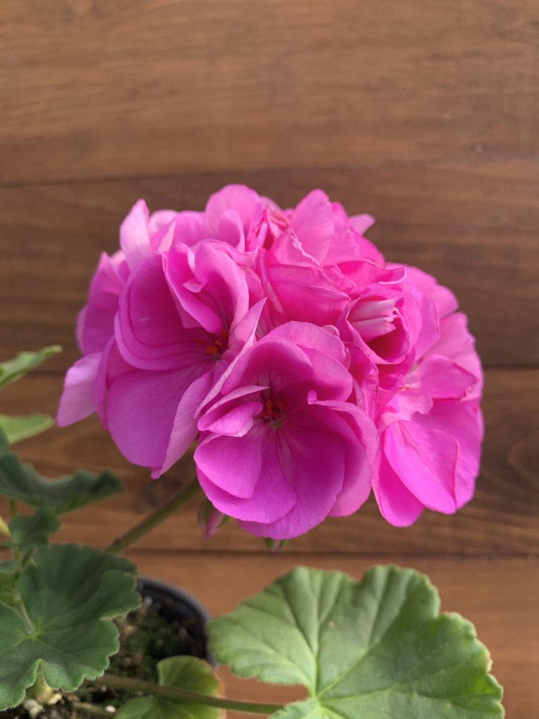 Geranium Patriot Lavender Blue – Villiard Serres et jardins