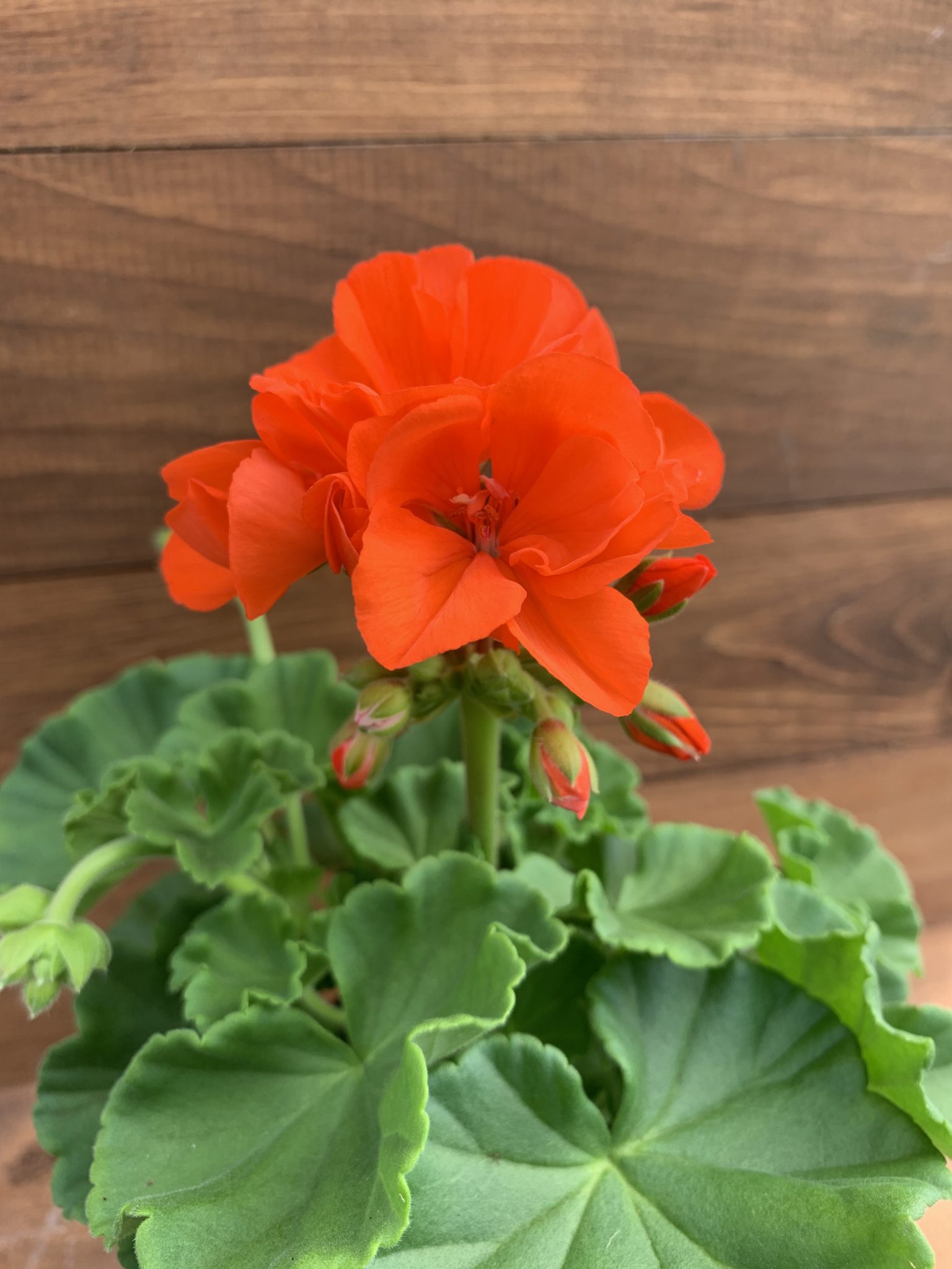 Geranium Patriot Orange – Villiard Serres et jardins