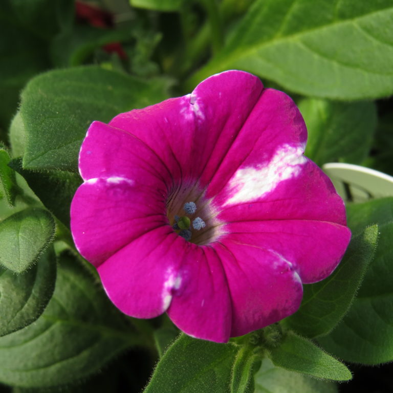 Pétunia Supertunia Raspberry Rush – Villiard Serres et jardins
