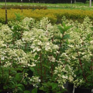 Hydrangea Fire and Ice (Paniculata) – Villiard Serres et jardins