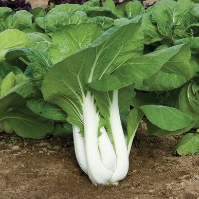 Légumes orientaux Joï Choï – Villiard Serres et jardins